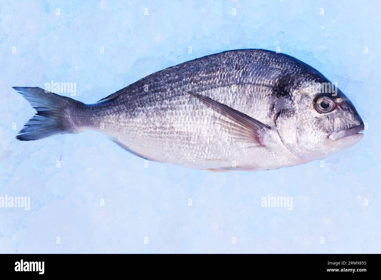 Brasse hi-res stock photography and images - Alamy