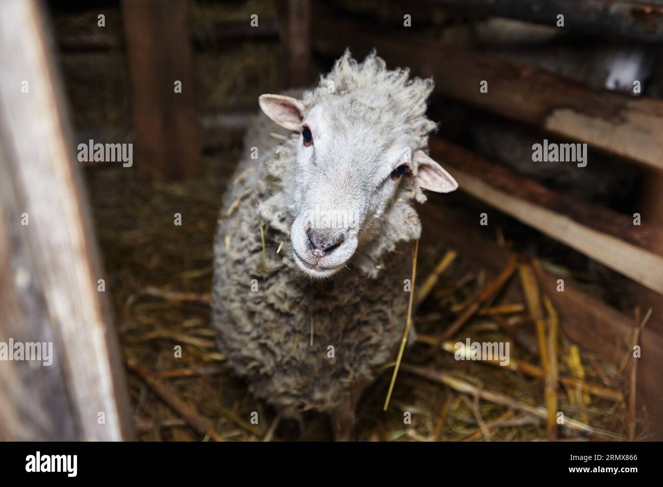 Sheep portrait art hi-res stock photography and images - Alamy