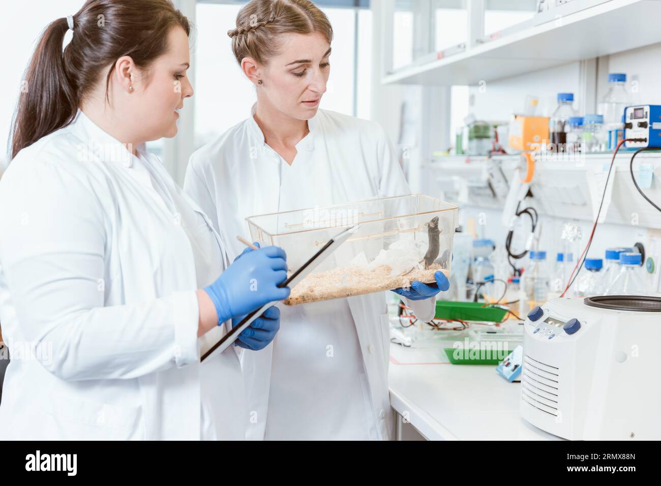 Observing animal laboratory hi-res stock photography and images - Alamy