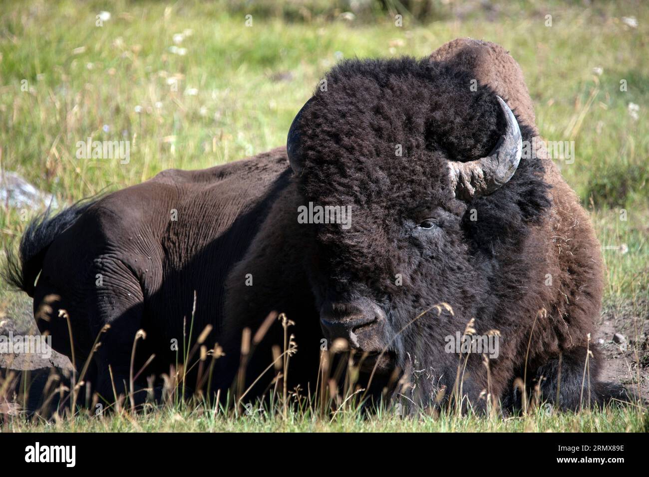 American Bison aka buffalo male bull laying in grassy meadow Stock ...