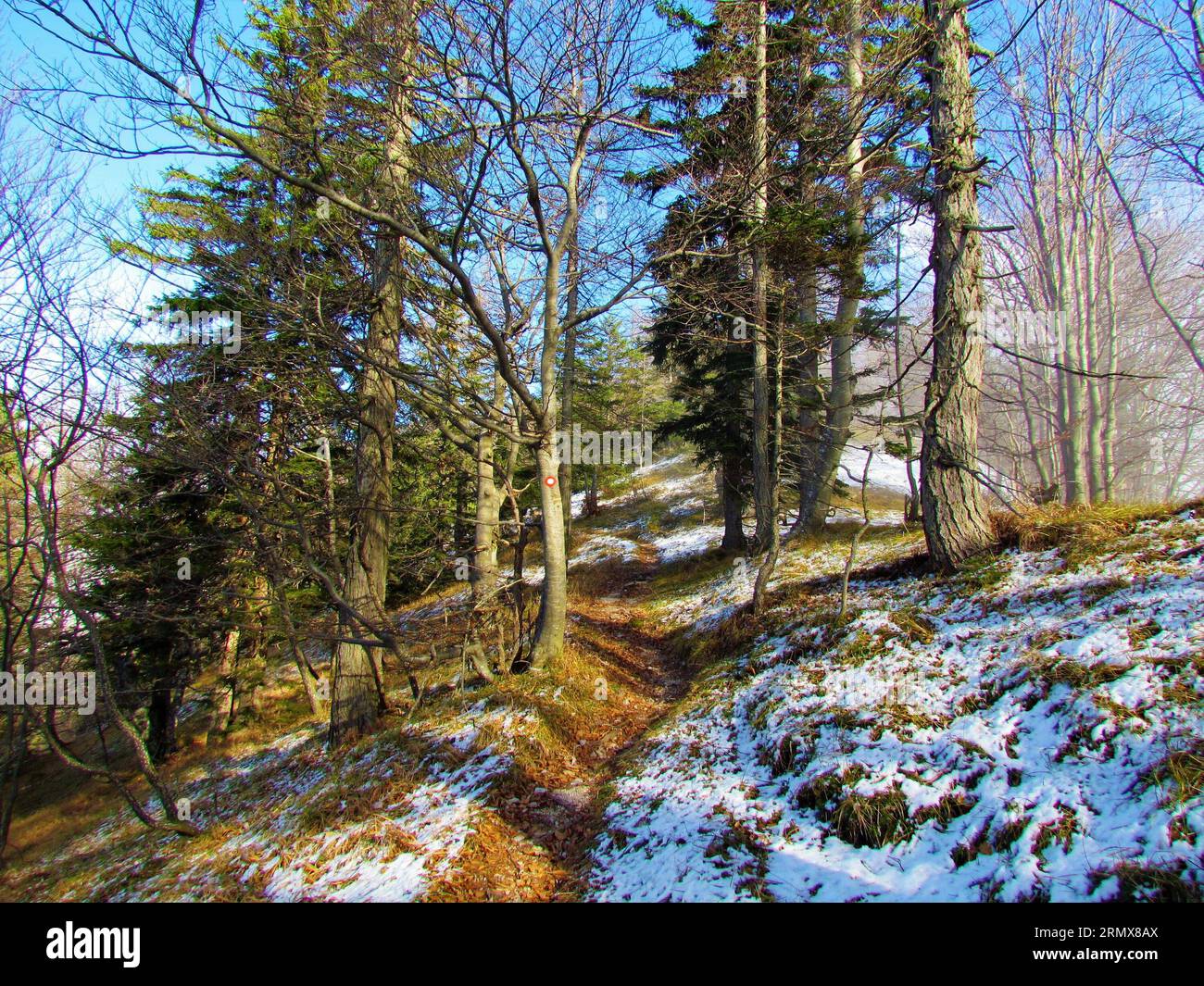 Path leading past a mountain beech,larch and spruce forest in winter ...