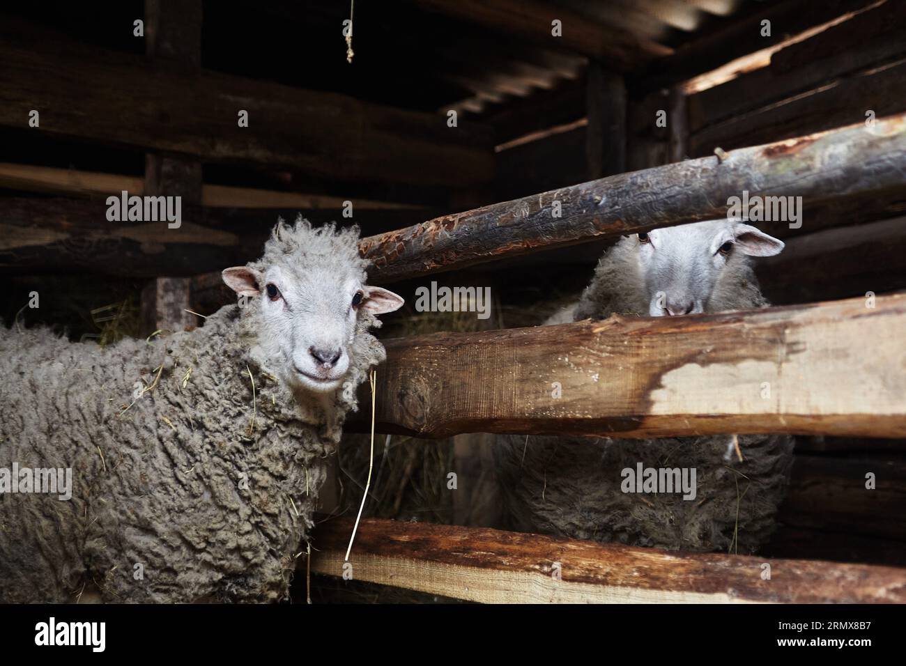 Sheep look into the eyes Stock Photo - Alamy