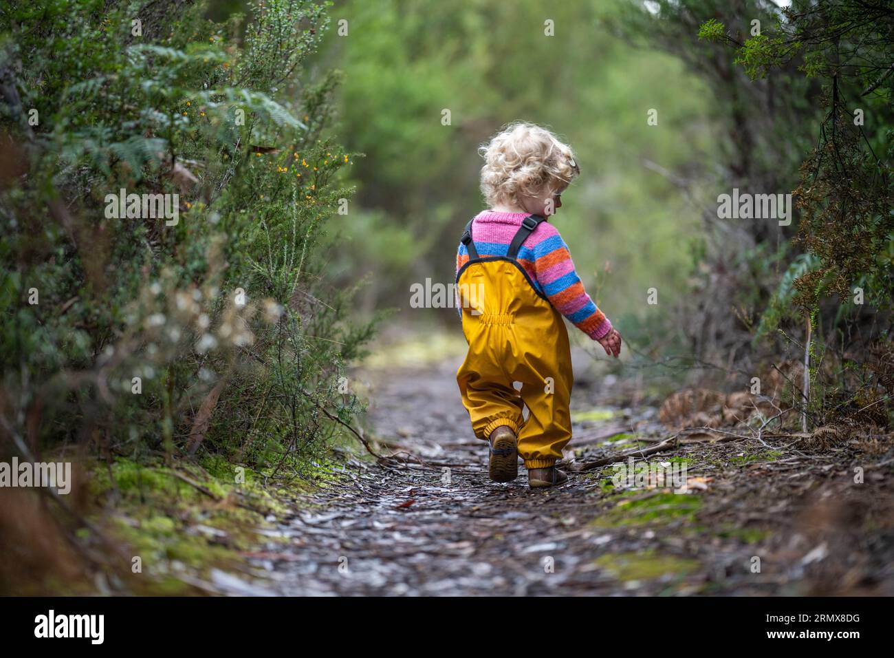 toddler exploring in the forest in the trees in australia in yellow ...
