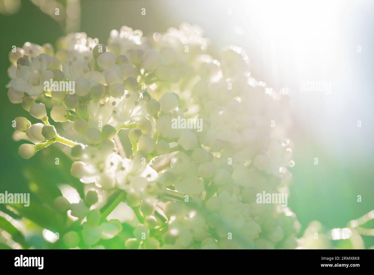 Closeup of Viburnum tinus, laurustinus, laurustine or laurestine Stock ...