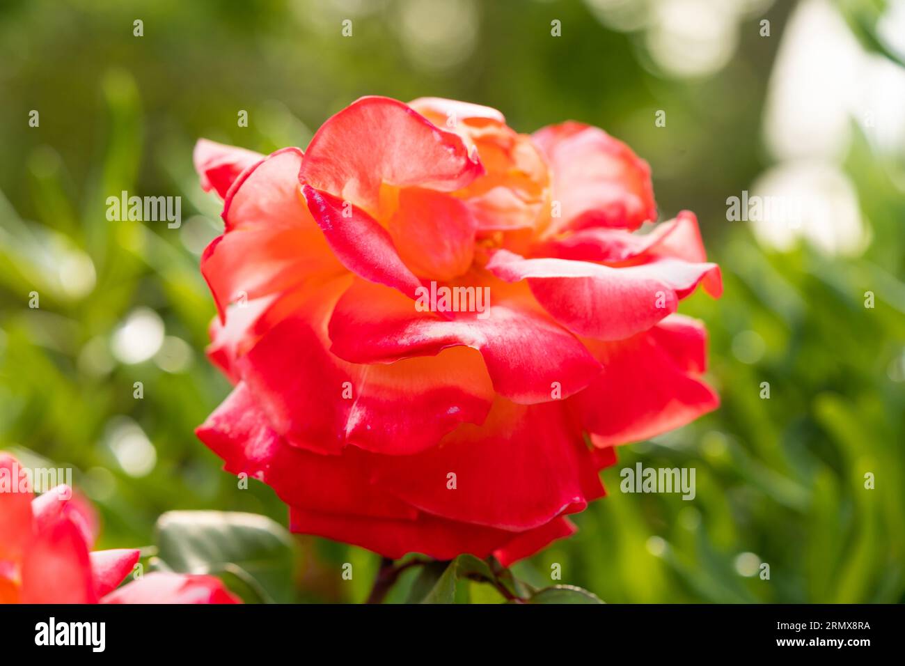 English standard rose tree hi-res stock photography and images - Alamy