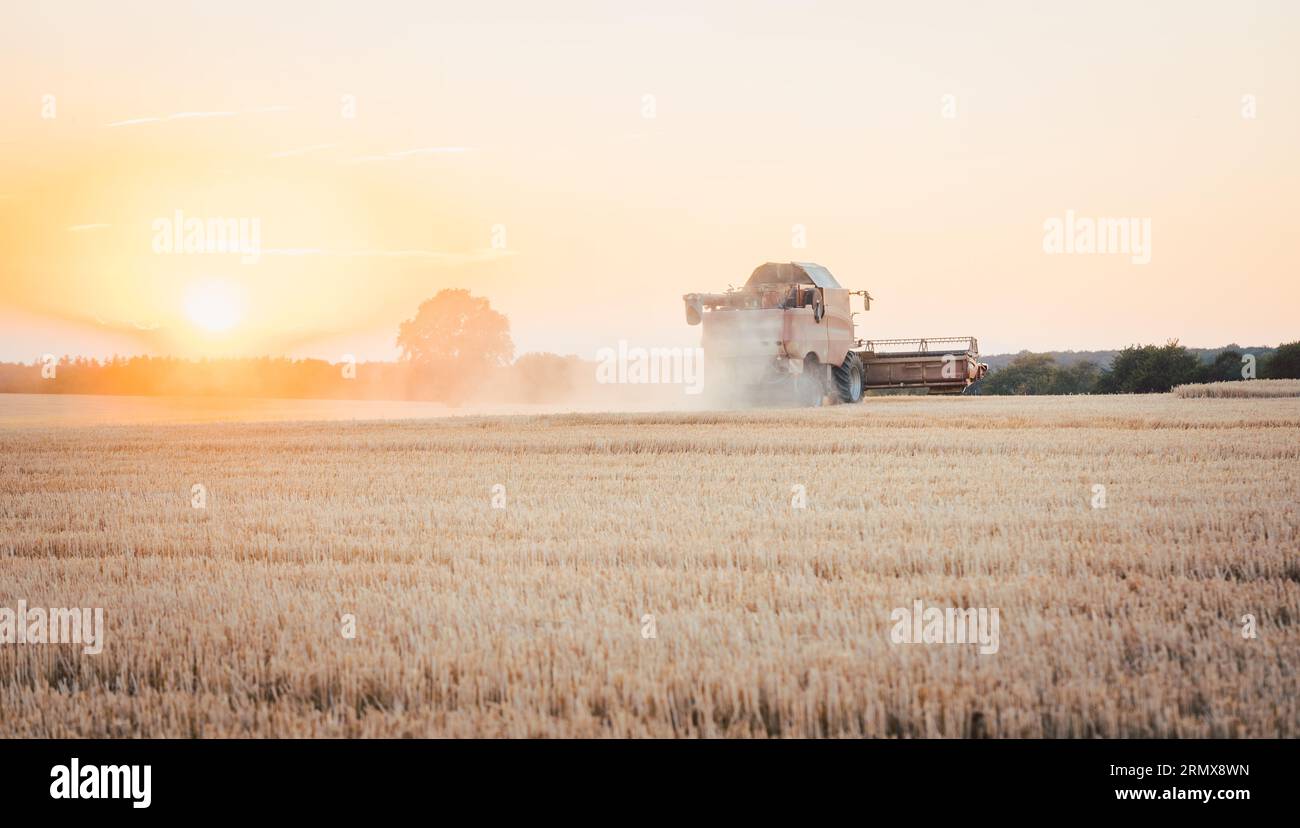 Combine harvester harvesting wheat during sunset Stock Photo - Alamy