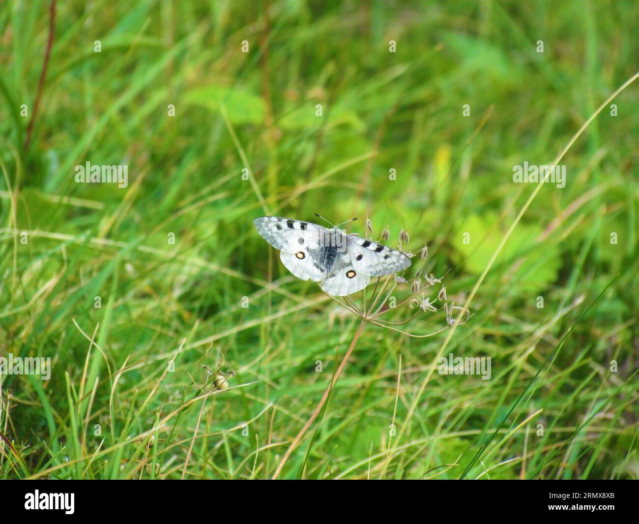 Phoebus apollo parnassius phoebus hi-res stock photography and images ...
