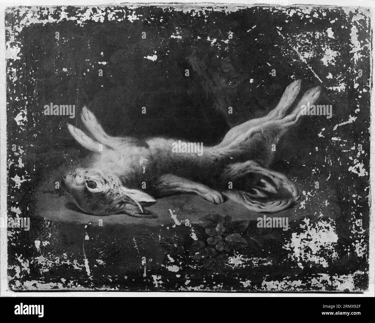 A dead malformed hare hi-res stock photography and images - Alamy