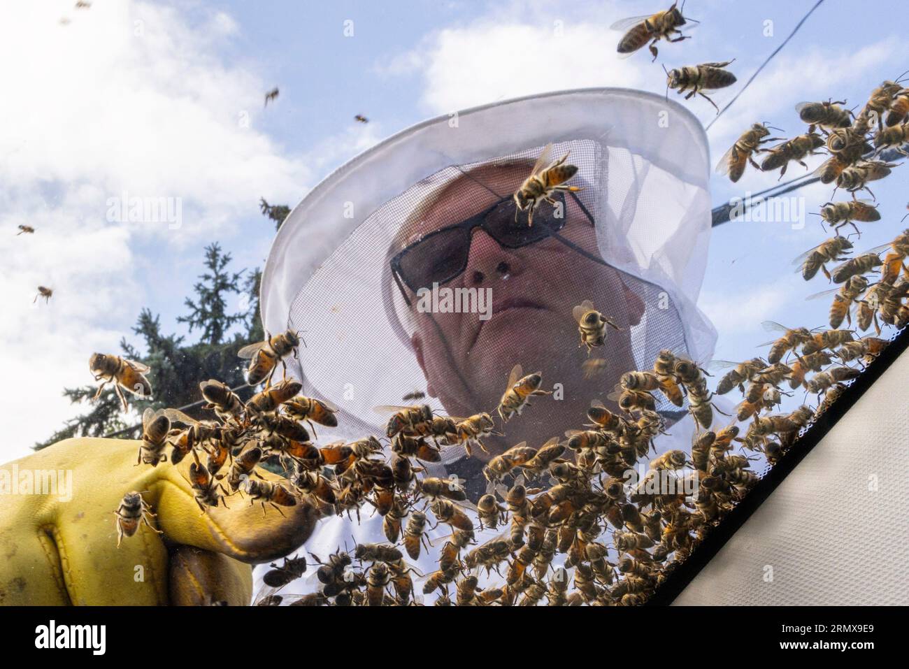 Beekeeper Mike Osborne uses his hand to look for the queen bee as he ...