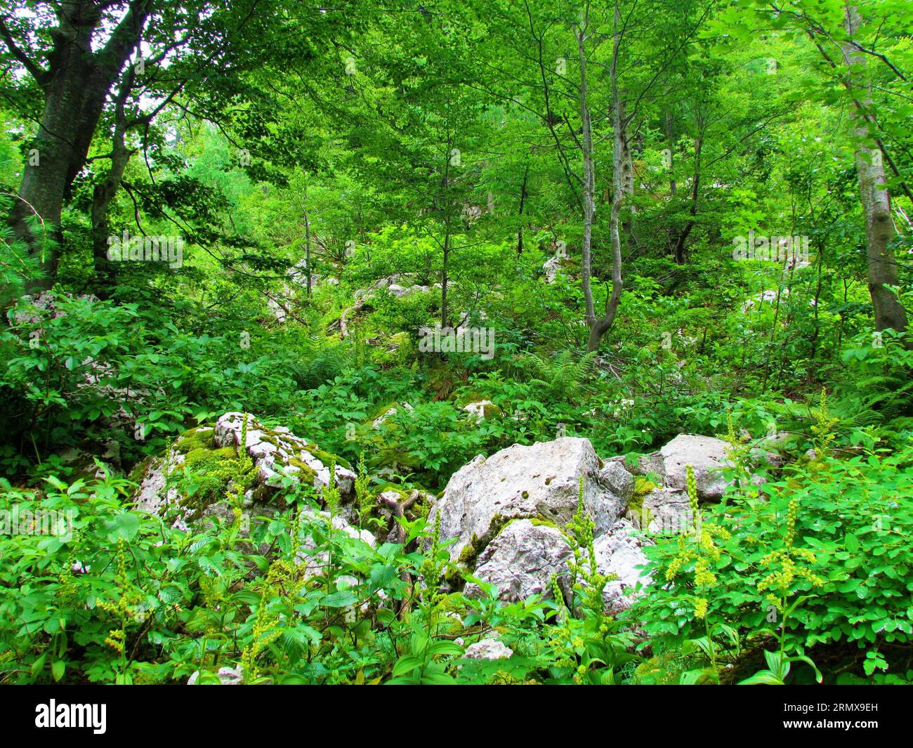 Mountain beech forest covered with lush vegetation and large rocks in Triglav national park on ...
