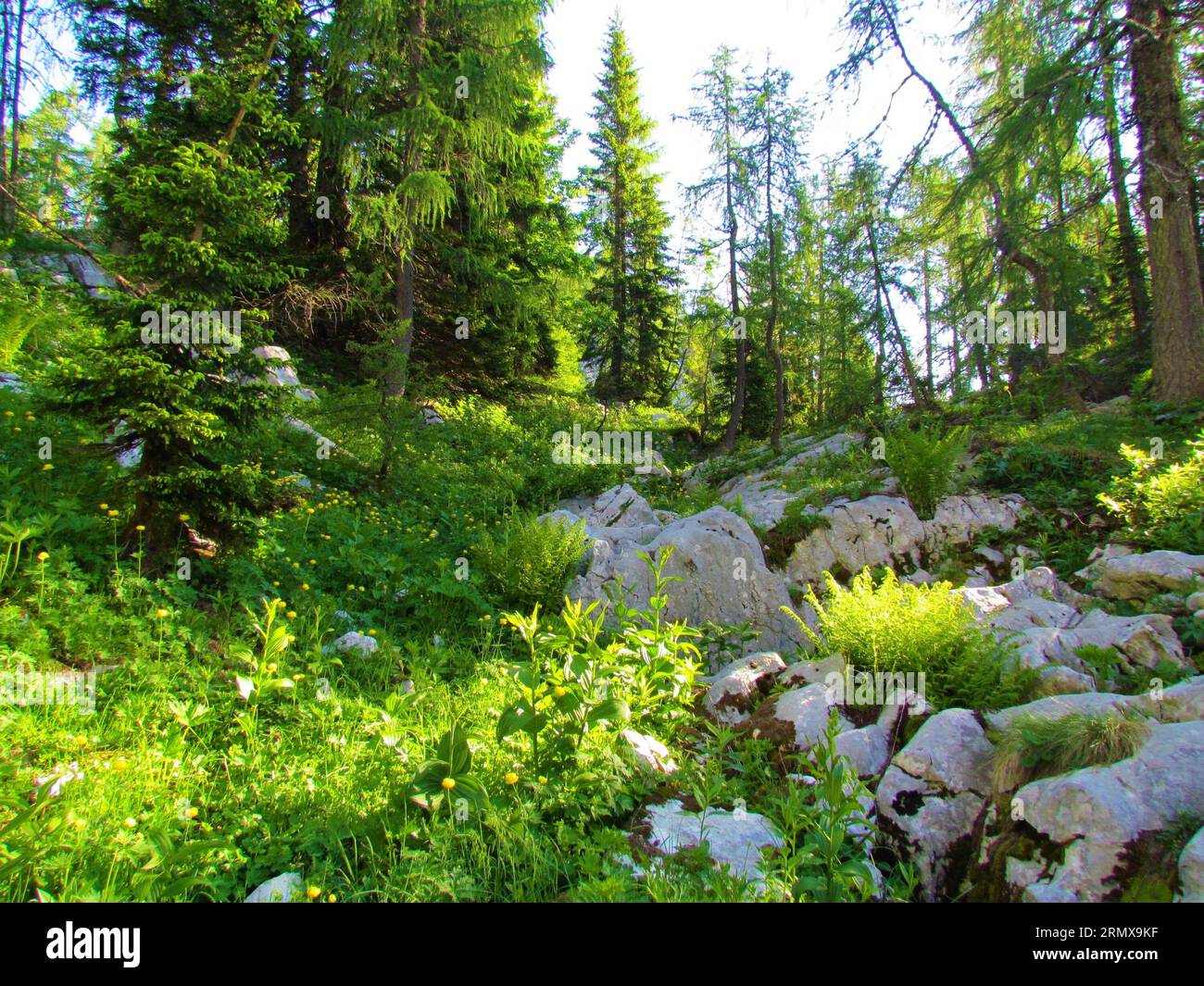 Ferns grass in undergrowth hi-res stock photography and images - Alamy