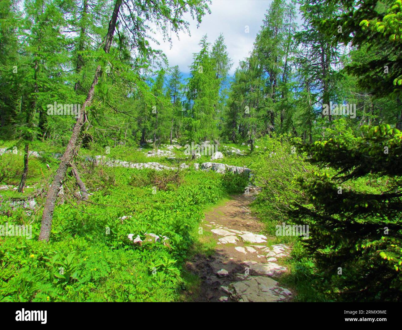 Larck hi-res stock photography and images - Alamy