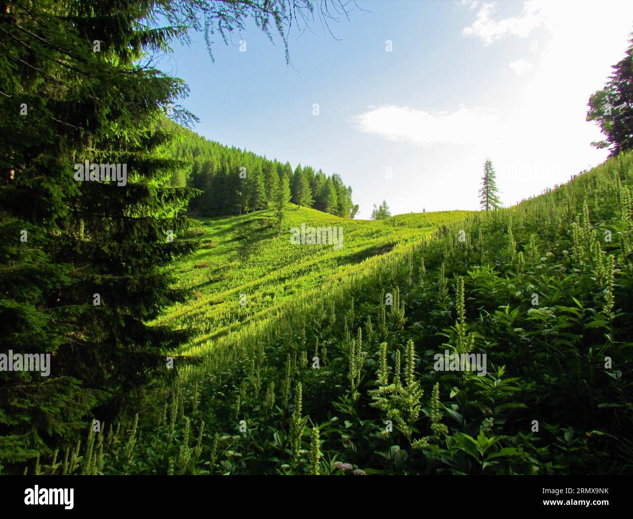 Mountain pasture on a mountain pass overgrown with flowering false ...