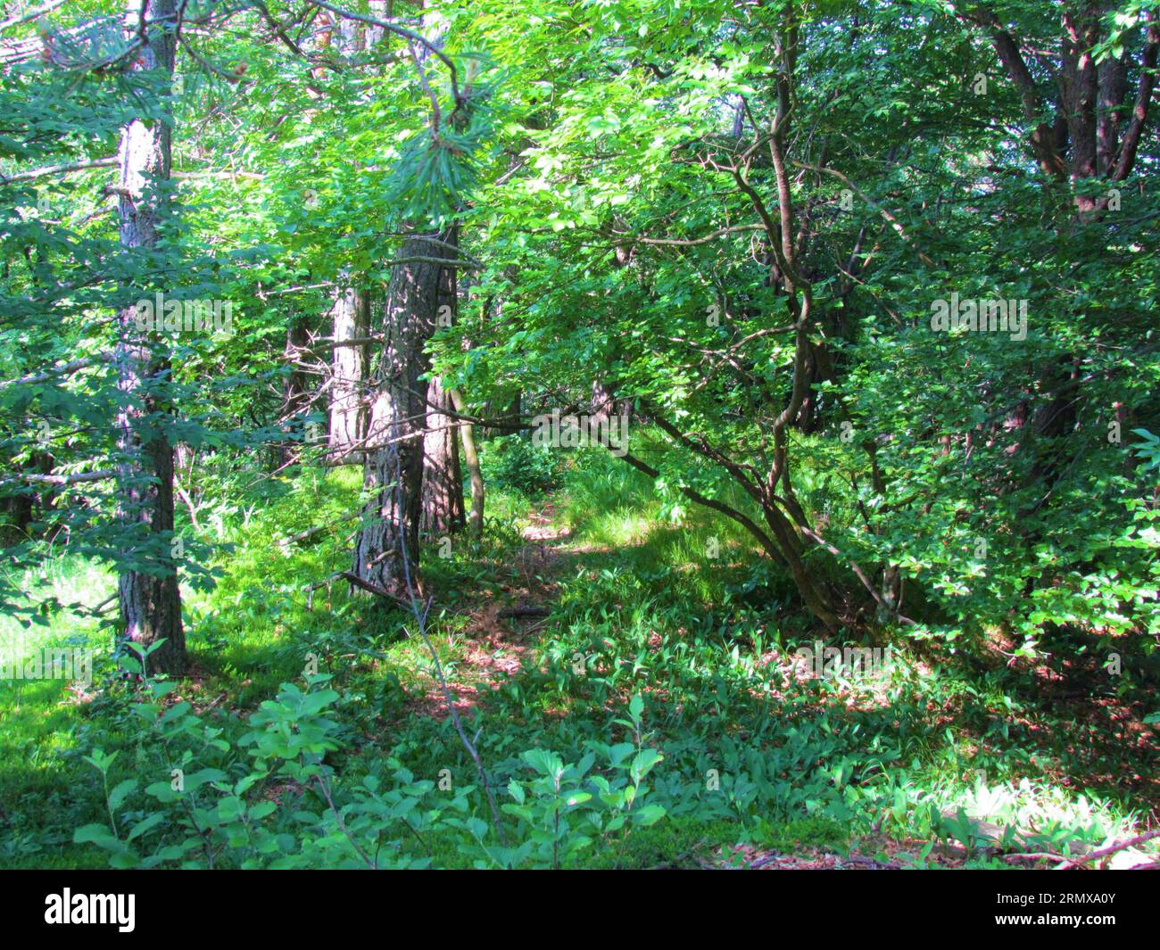 Pine (Pinus sylvestris) and beech (Fagus sylvatica) forest with grass ...