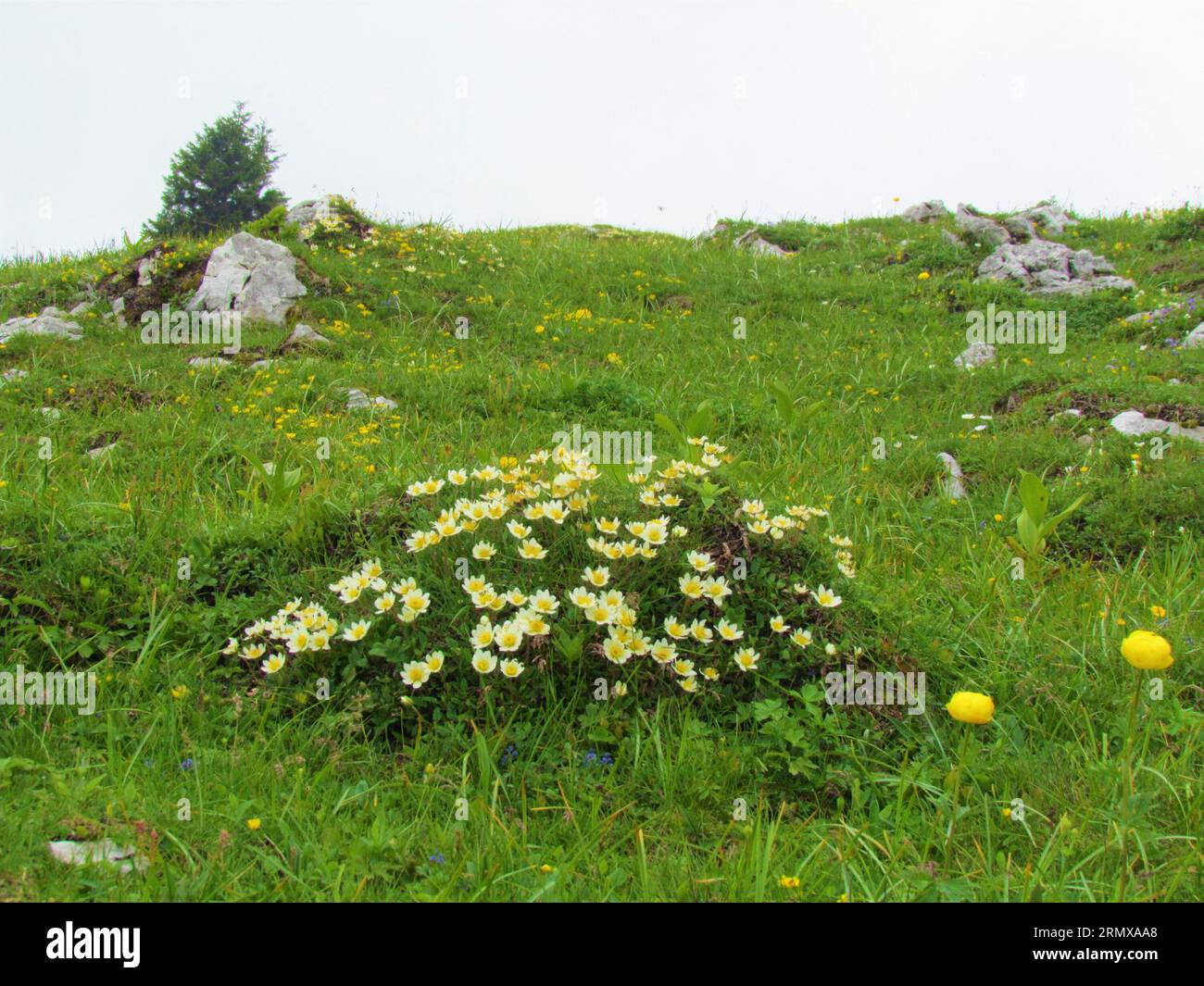 Mountain avens dryas octopetala in hi-res stock photography and images ...