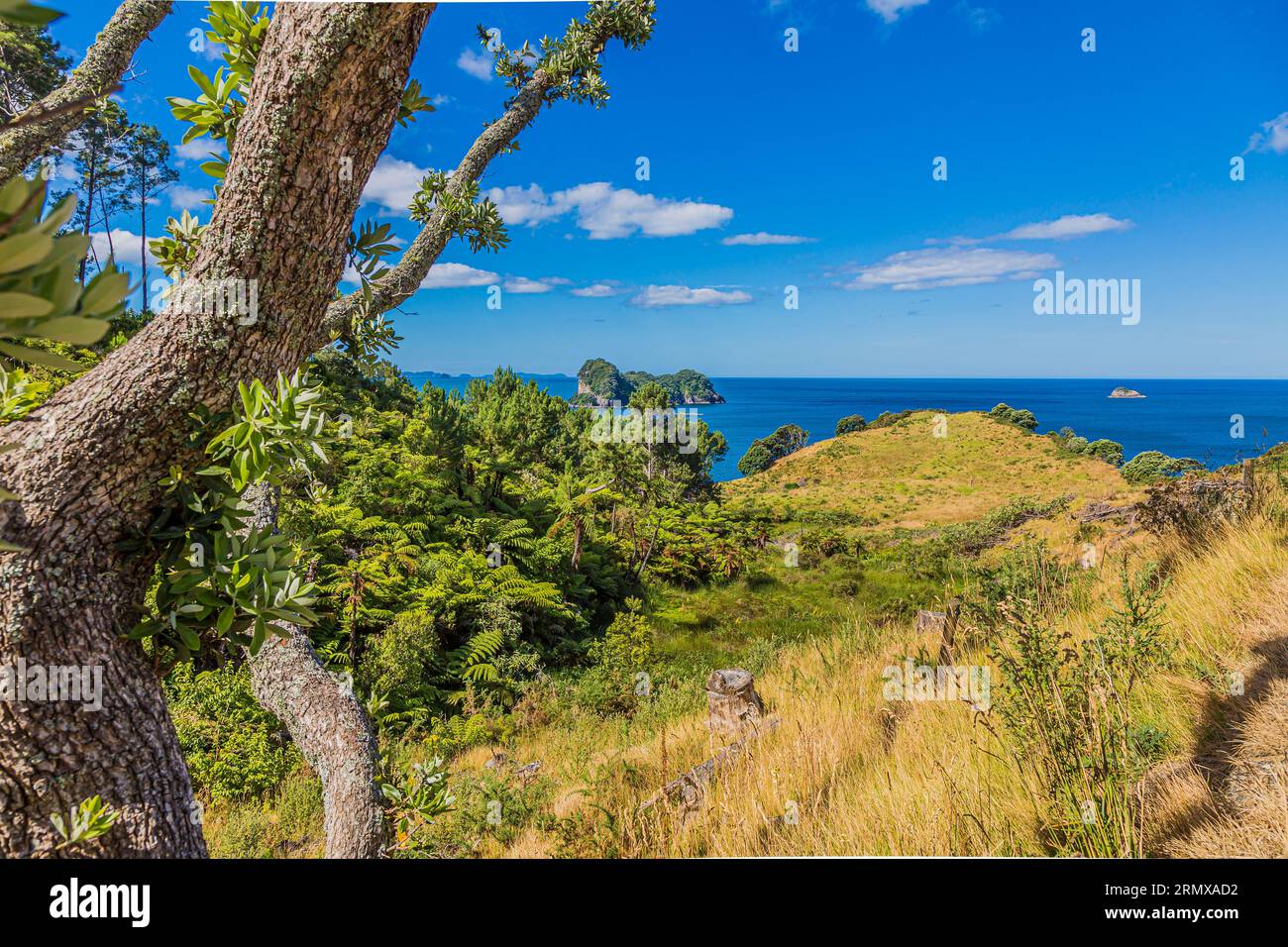 View over cliffy shore of Te Whanganui-A-Hei Marine Reserve on Northern ...