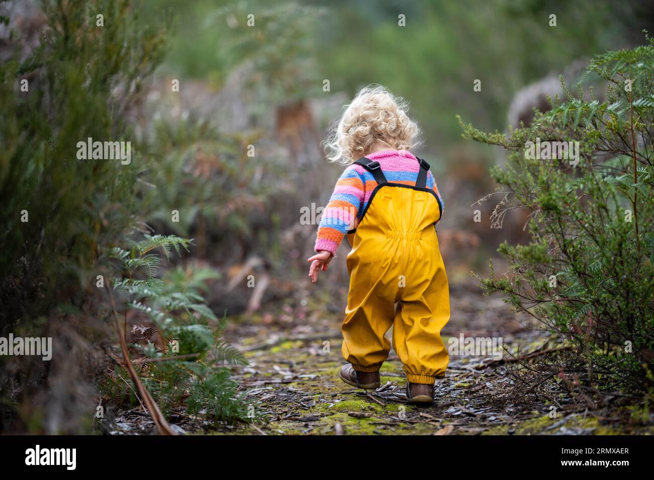 toddler exploring in the forest in the trees in australia in yellow ...