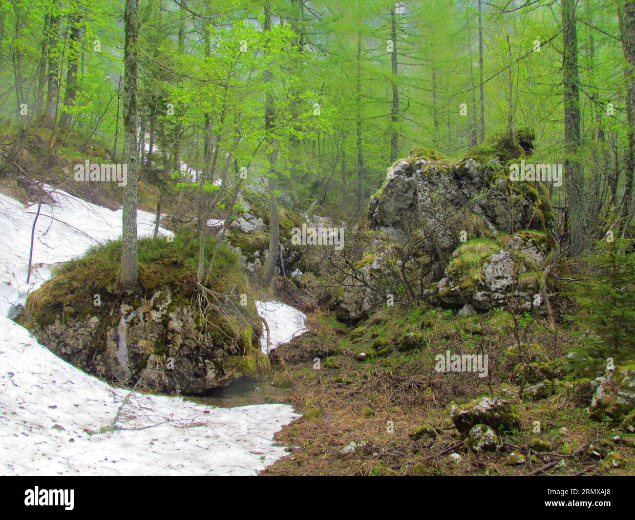 Mountain larch (Larix decidua) forest at the start of the growing ...