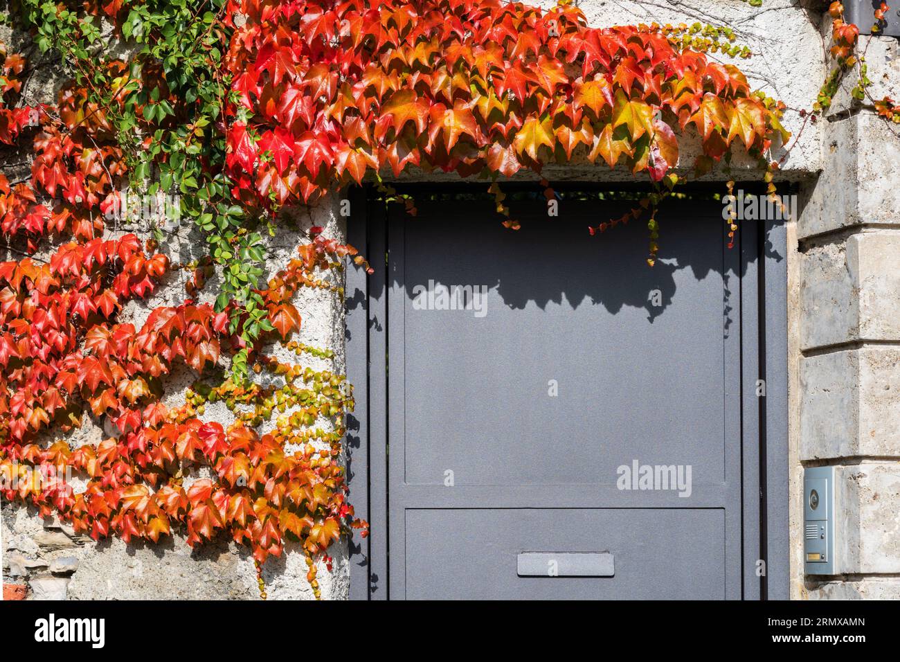 Boston ivy or Parthenocissus tricuspidata plant on the wall. Japanese ...