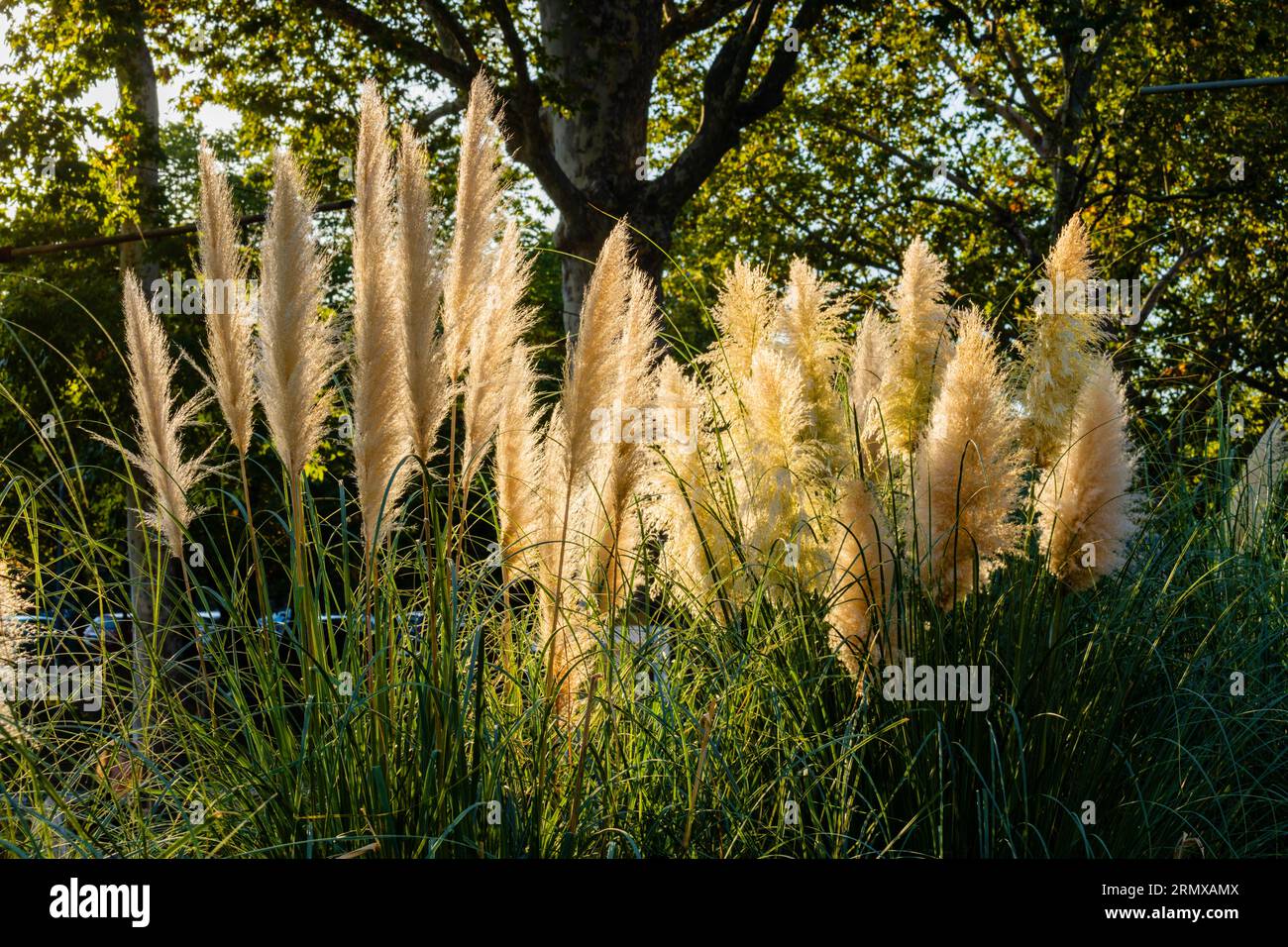 Pampas grass outdoor in light pastel colors, reed layer, reed seeds ...