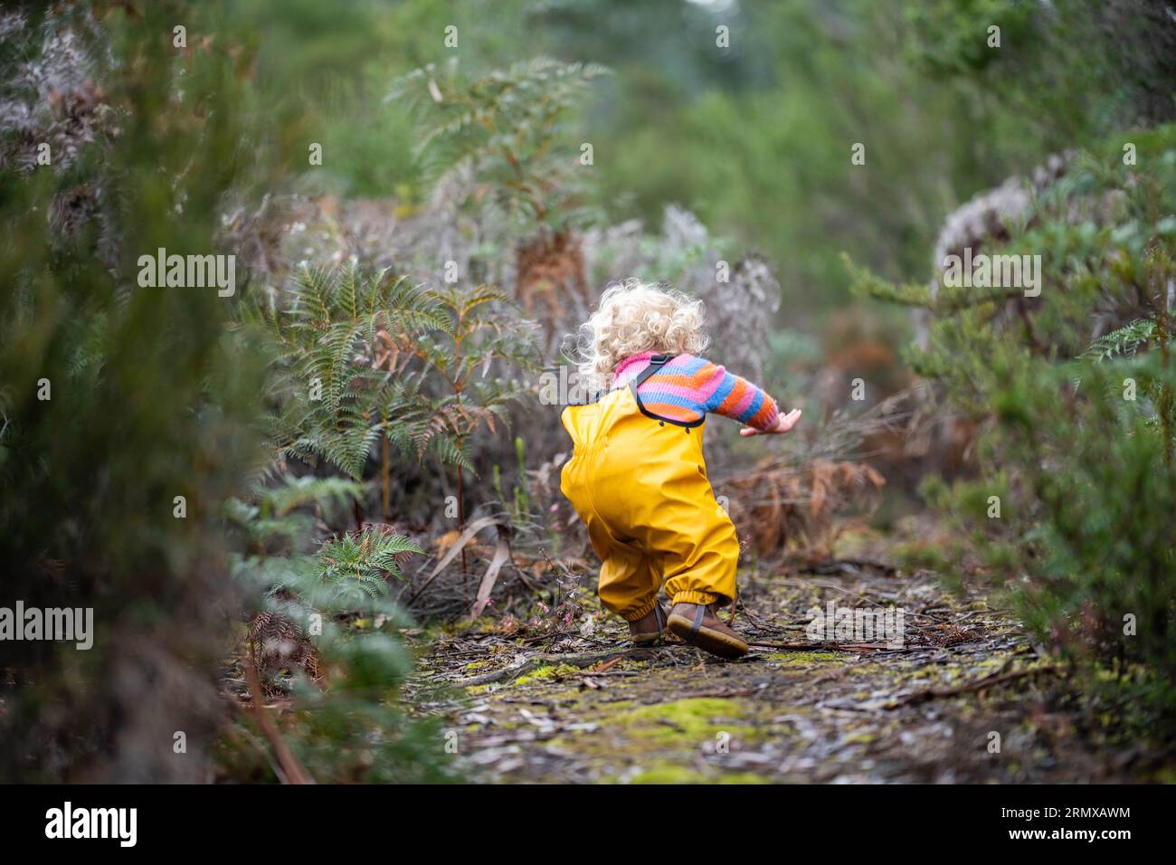 toddler exploring in the forest in the trees in australia in yellow ...