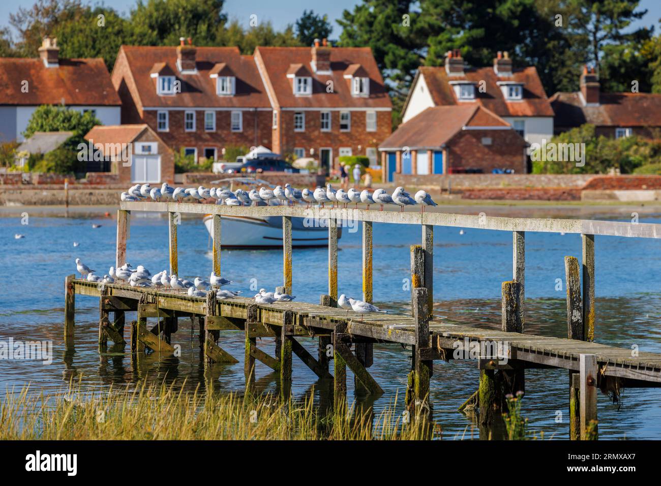 A row of Common Gulls (Larus canus) perching and preening on a jetty in ...