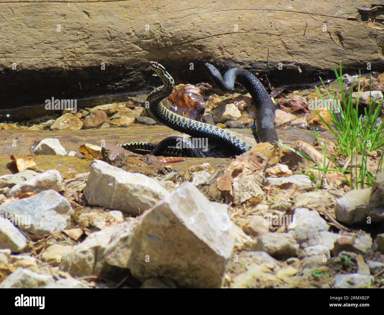 Bardas snake hi-res stock photography and images - Alamy