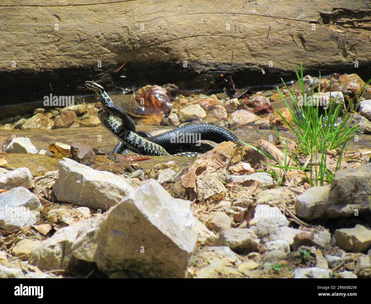 Pair of adder snakes (Vipera berus Stock Photo - Alamy