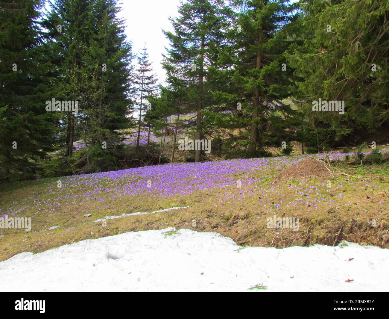 Patch of purple blooming saffron crocus, or autumn crocus (crocus ...