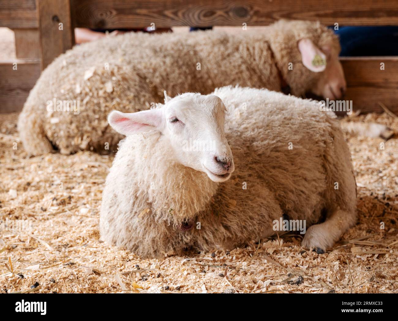 Two ewes; lambs; Shelburne Farms; Shelburne; Vermont; USA Stock Photo ...