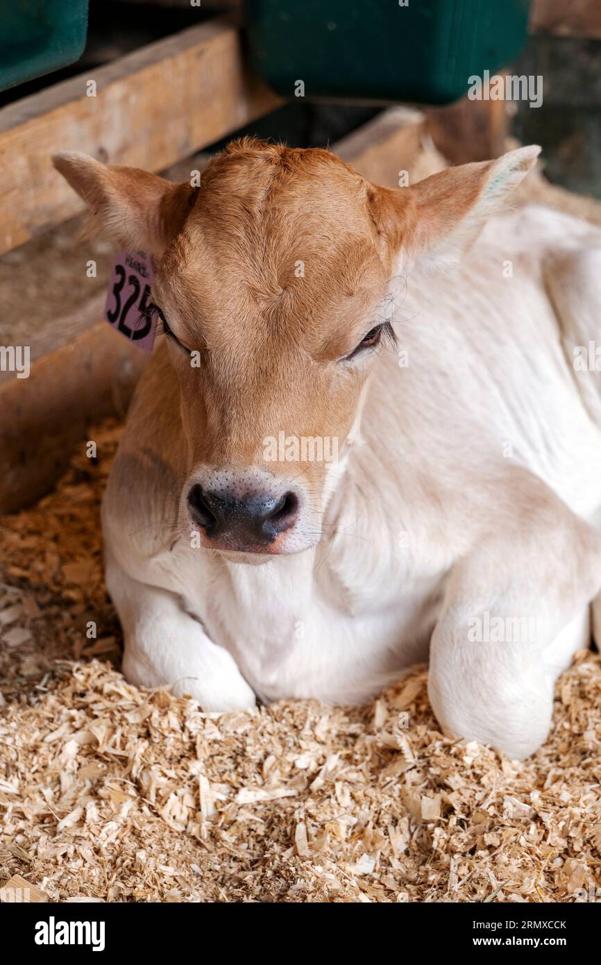 Brown Swiss dairy cow; Shelburne Farms; Shelburne; Vermont; USA Stock ...