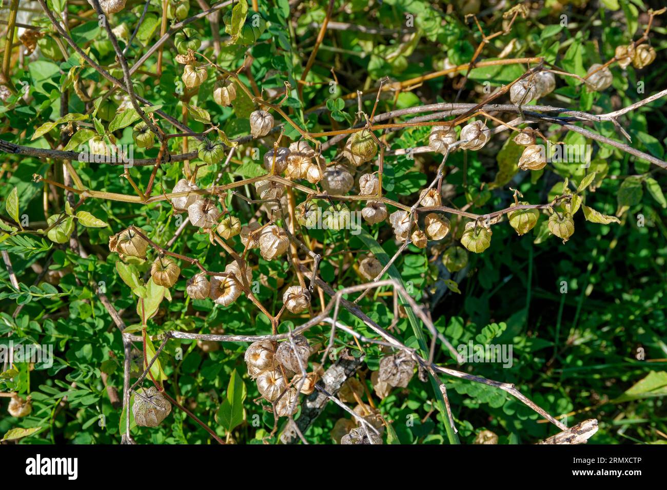 A gooseberry plant finished for the season dried and the husk hanging ...