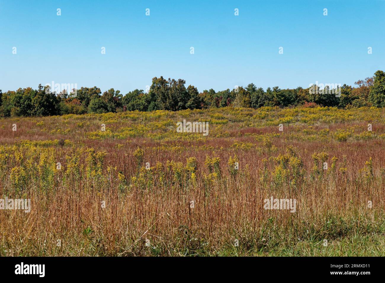 Native warm season grass hi-res stock photography and images - Alamy