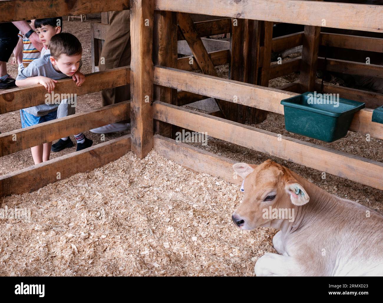 Young boys visiting Brown Swiss dairy cow; Shelburne Farms; Shelburne ...