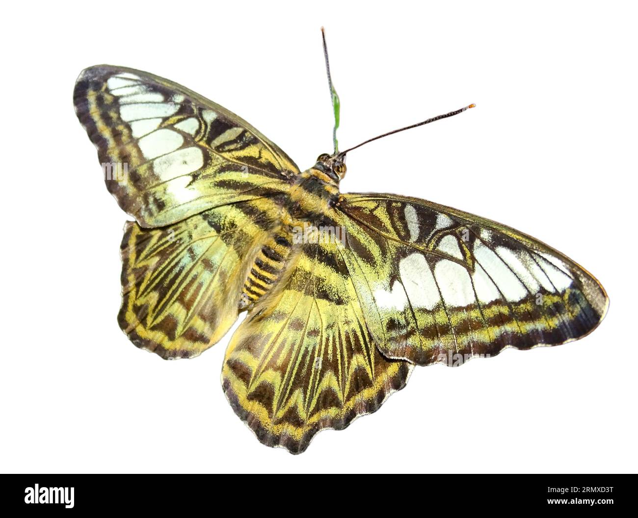 Parthenos sylvia butterfly isolated on white Stock Photo - Alamy