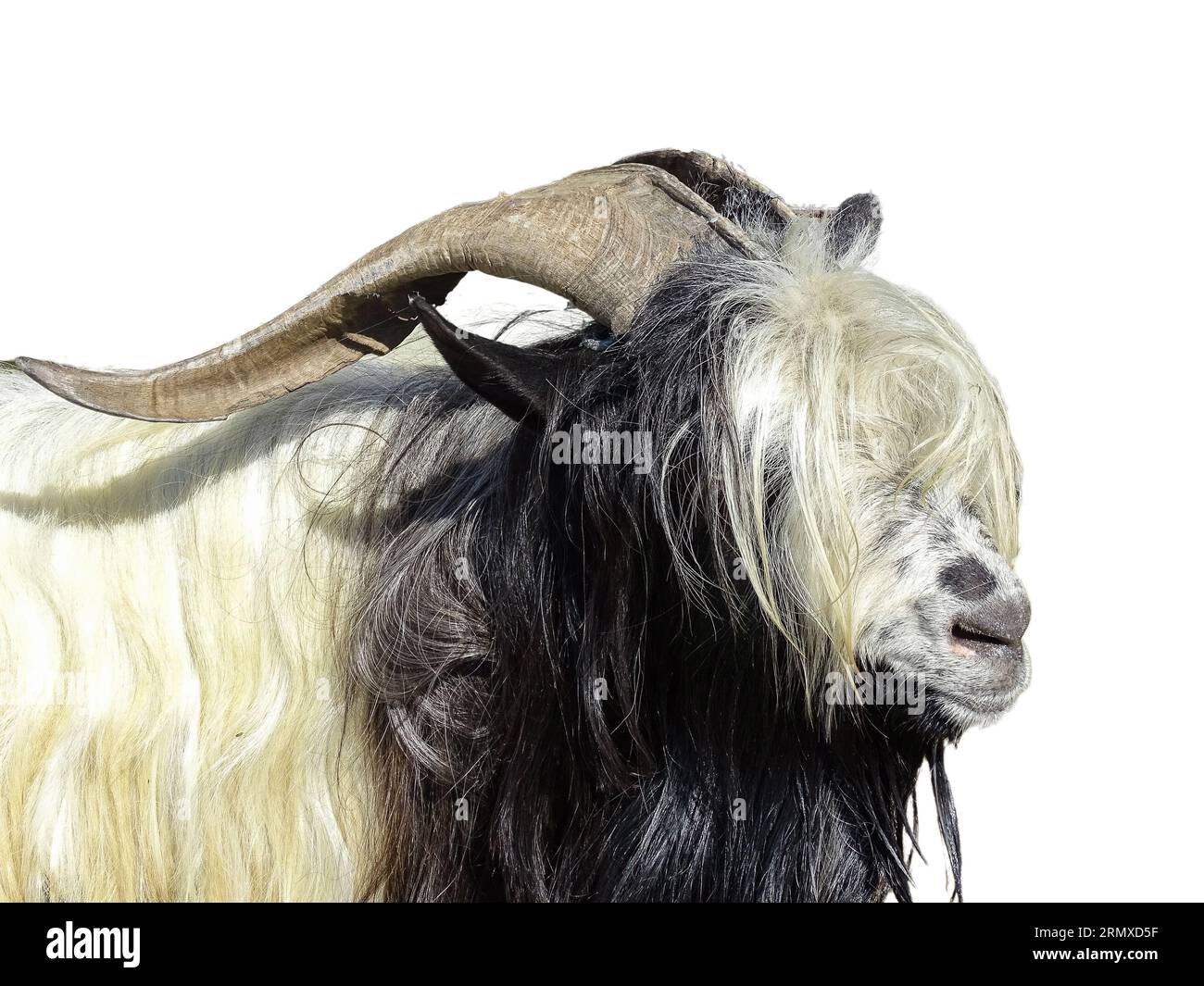 Male goat with a lot of facial hair Stock Photo - Alamy