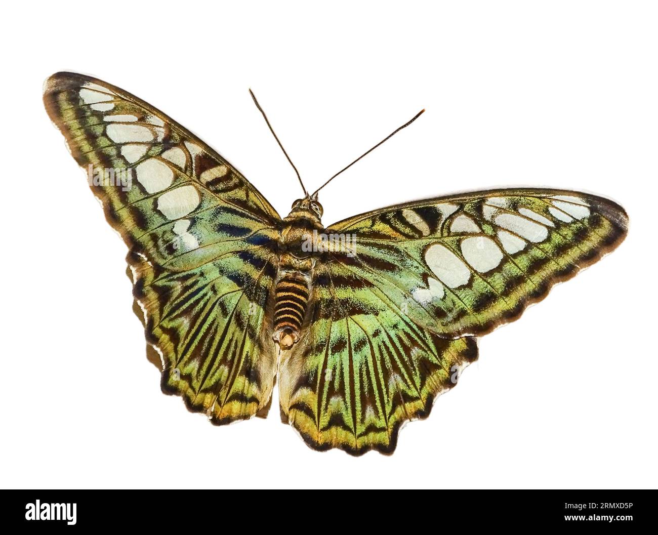 Parthenos sylvia butterfly isolated on white Stock Photo - Alamy