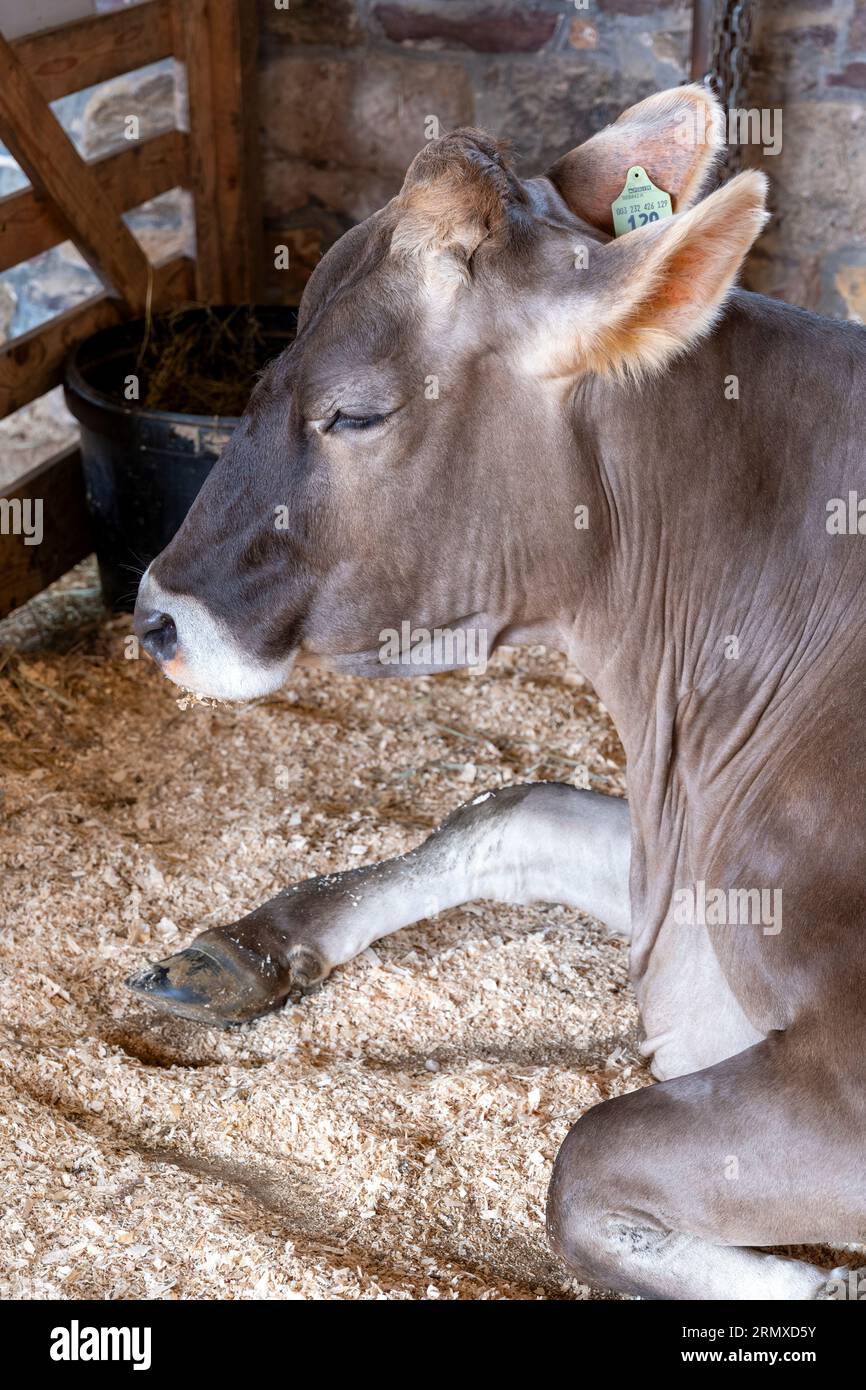 Brown Swiss dairy cow; Shelburne Farms; Shelburne; Vermont; USA Stock ...