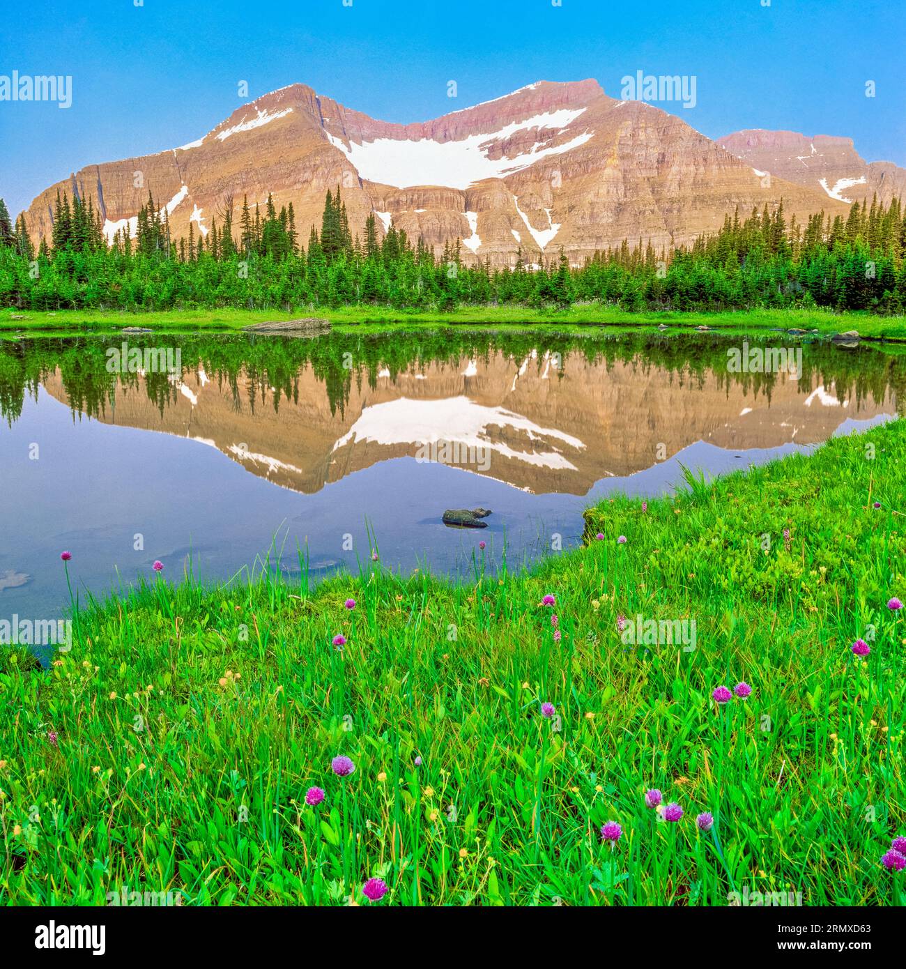 piegan mountain and glacier reflected in an alpine pond in preston park ...