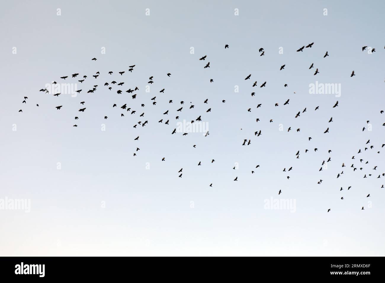 Crows hovering in the blue sky, North China Stock Photo - Alamy