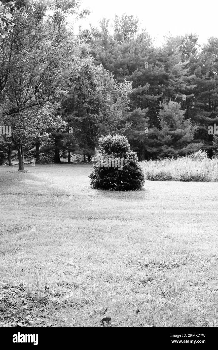 A simple bush growing in the overgrown sunny summer meadow in a black ...