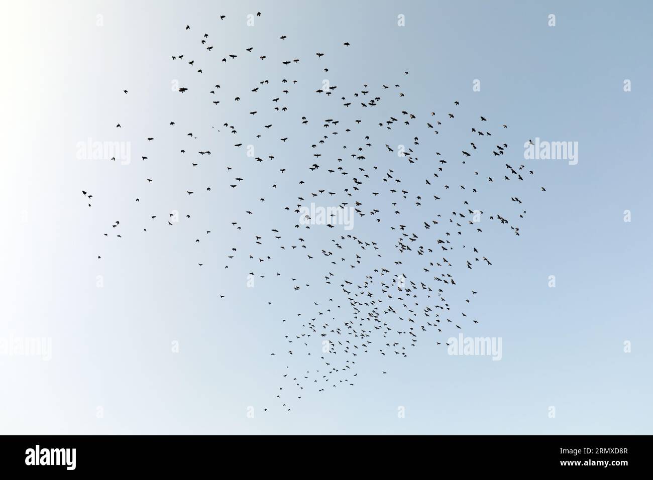Crows gathering hi-res stock photography and images - Alamy