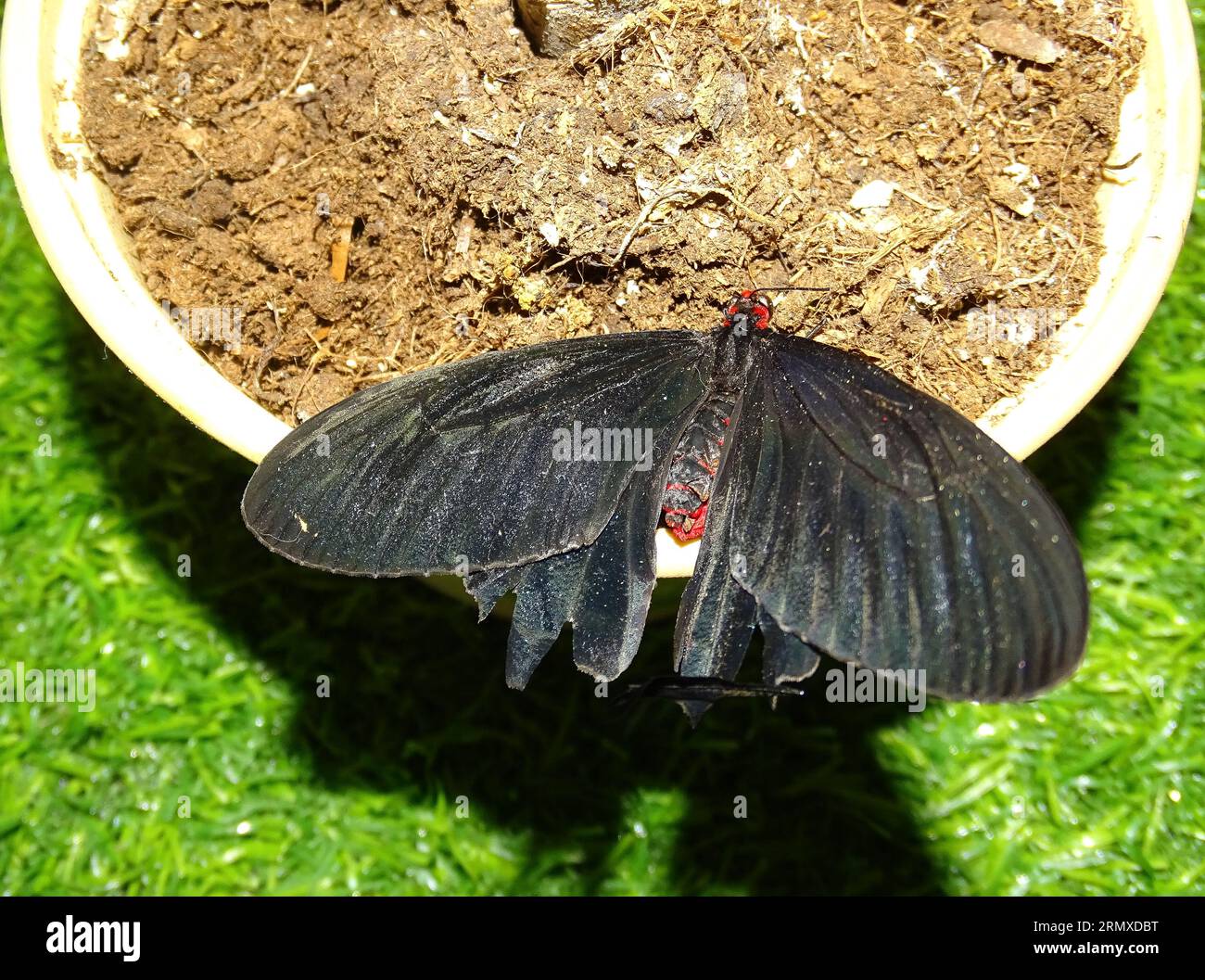 Batwing hi-res stock photography and images - Alamy