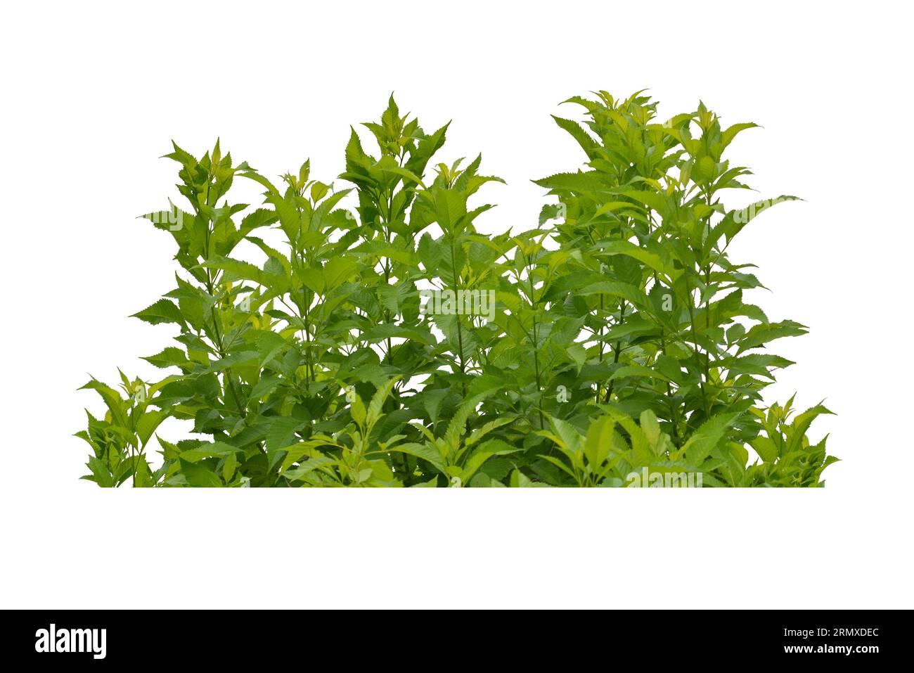 Green bush isolated on white background Stock Photo - Alamy