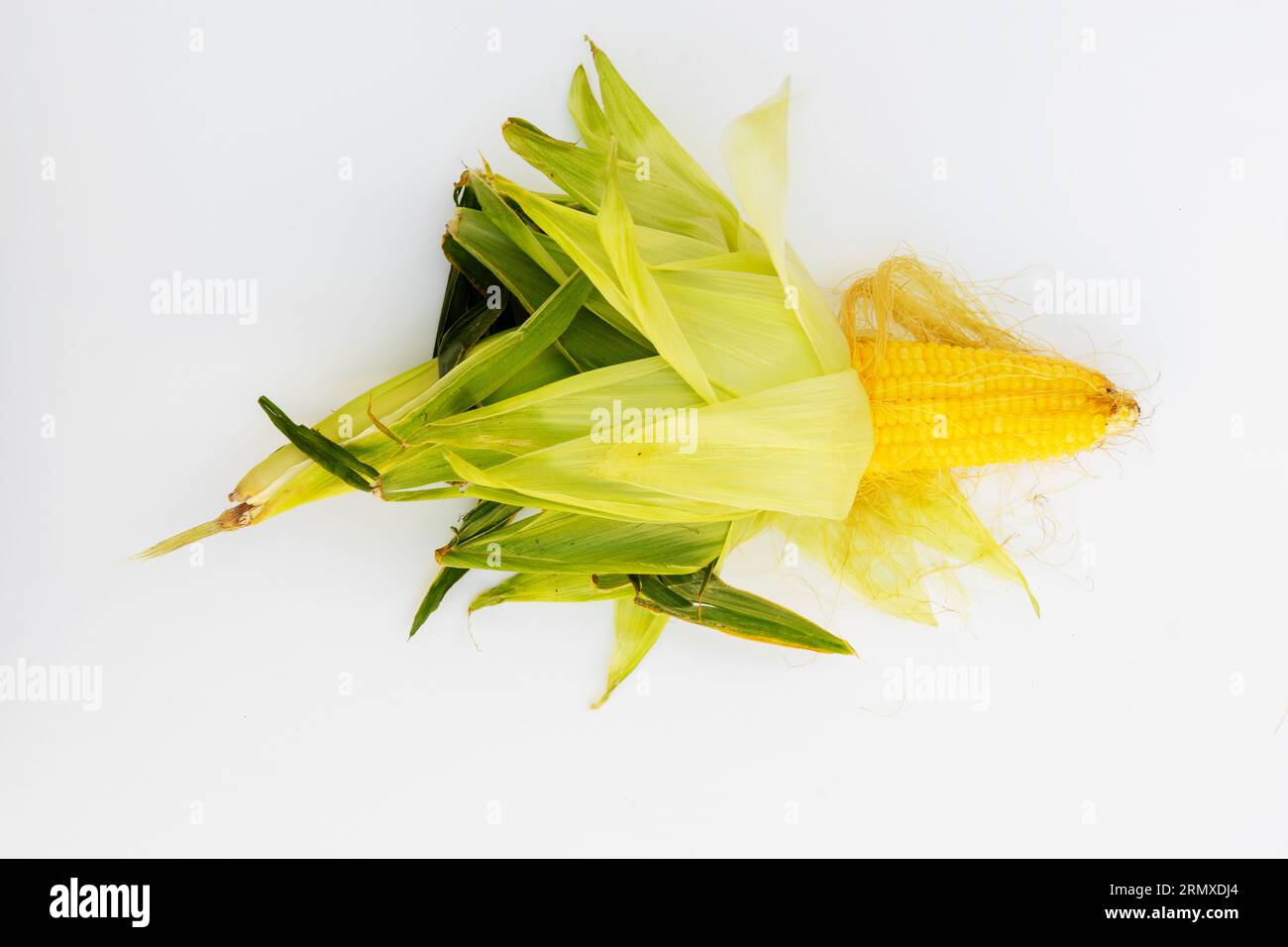 Single ear of corn isolated on white background as package design ...