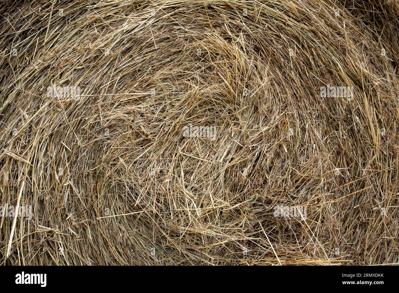 A big yellow bale of hay Stock Photo - Alamy