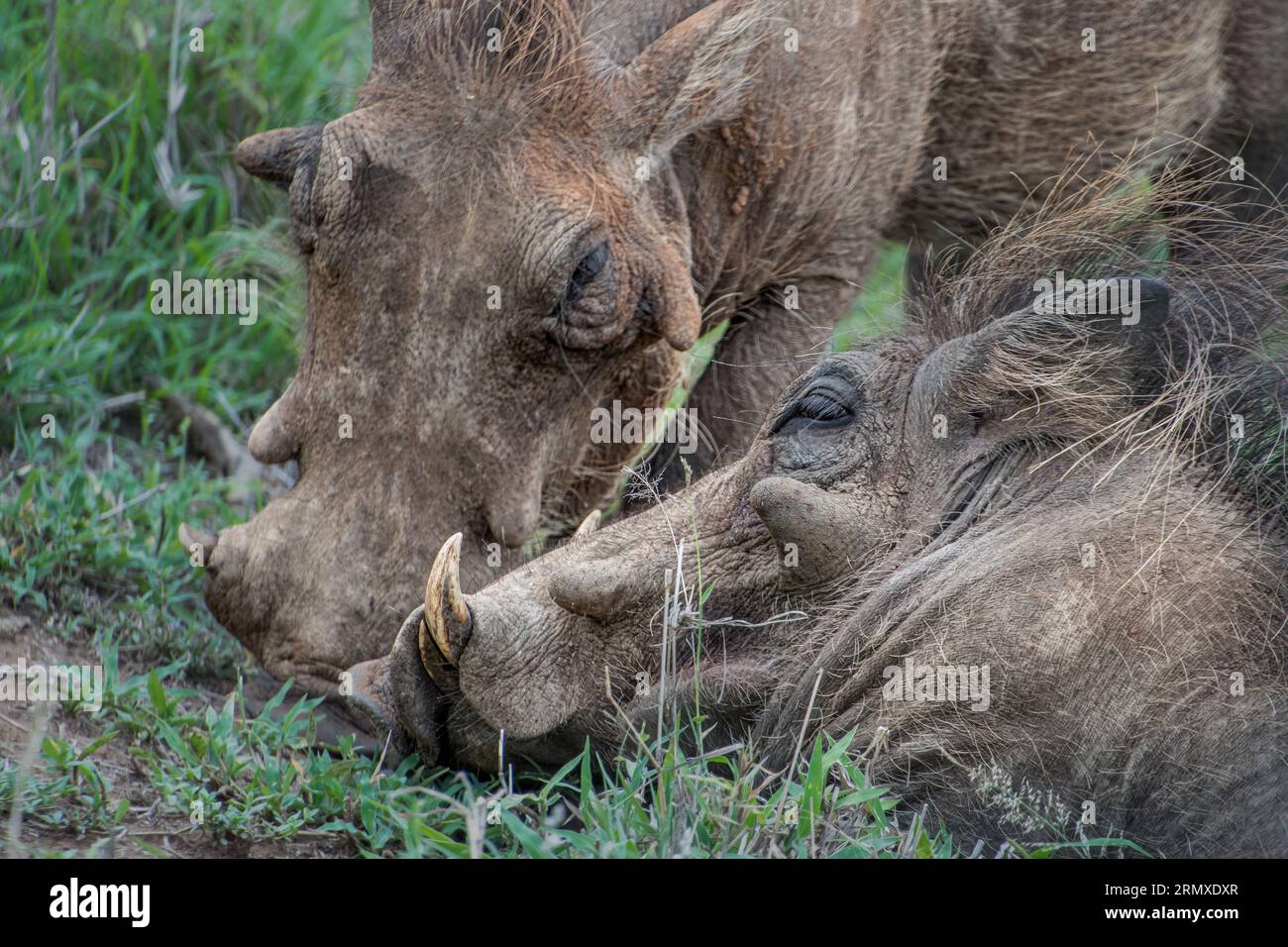 Close-up shot showing two wild boars grazing in a grassy area Stock ...