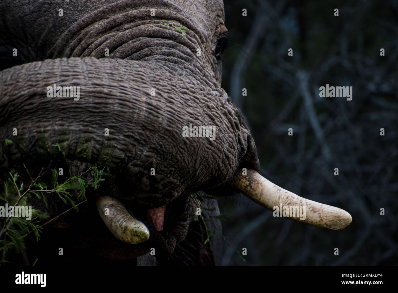 A majestic elephant standing in a serene setting at night, illuminated ...