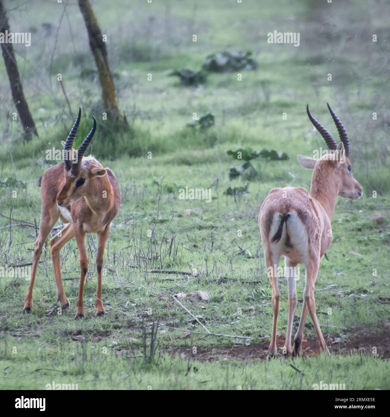 Gazelles coats hi-res stock photography and images - Alamy
