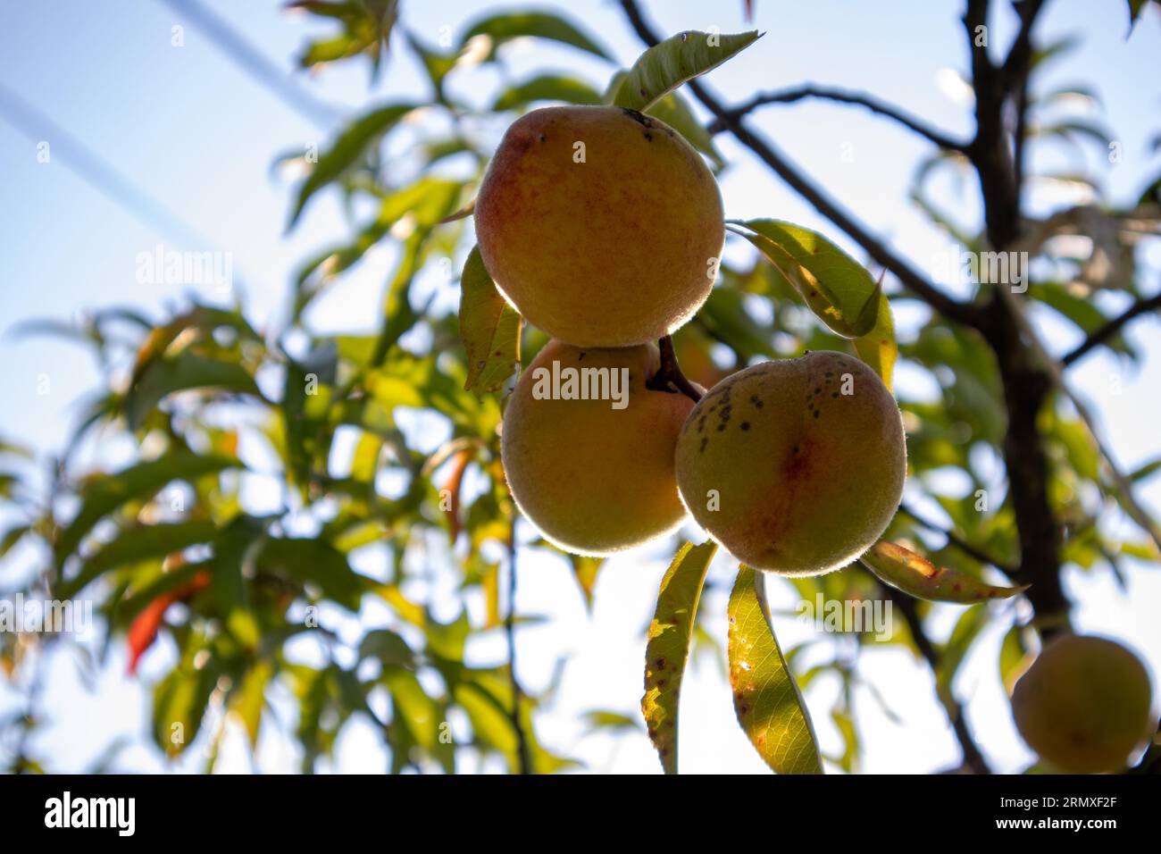 Green and peach hi-res stock photography and images - Alamy